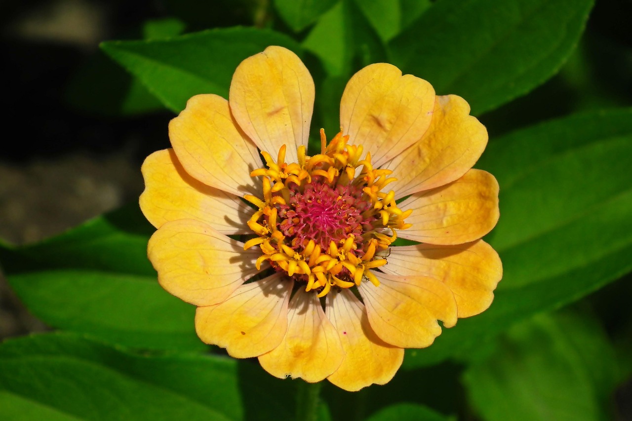 Bunga Tanaman Kebun - Foto gratis di Pixabay - Pixabay