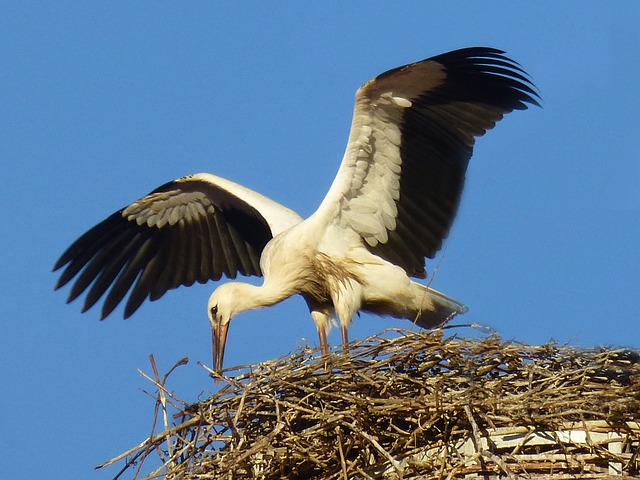 Cegonha Branca Ciconia - Foto gratuita no Pixabay - Pixabay
