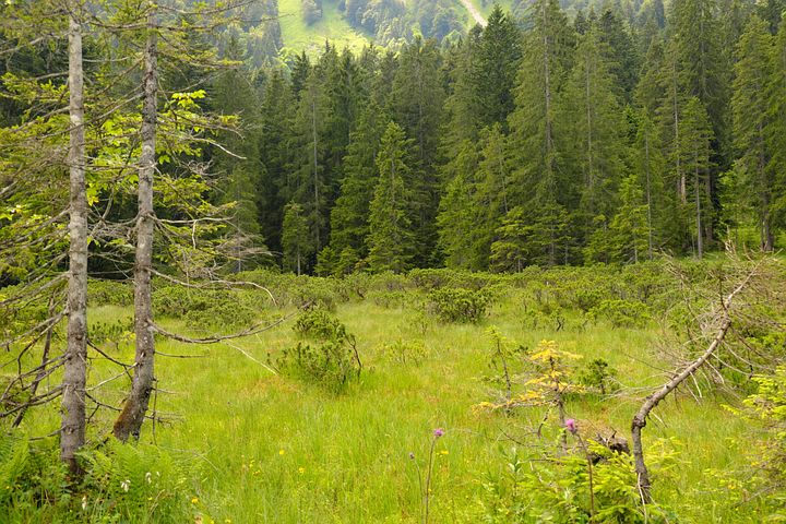 60+ kostenlose Latschenkiefer und Natur-Bilder - Pixabay