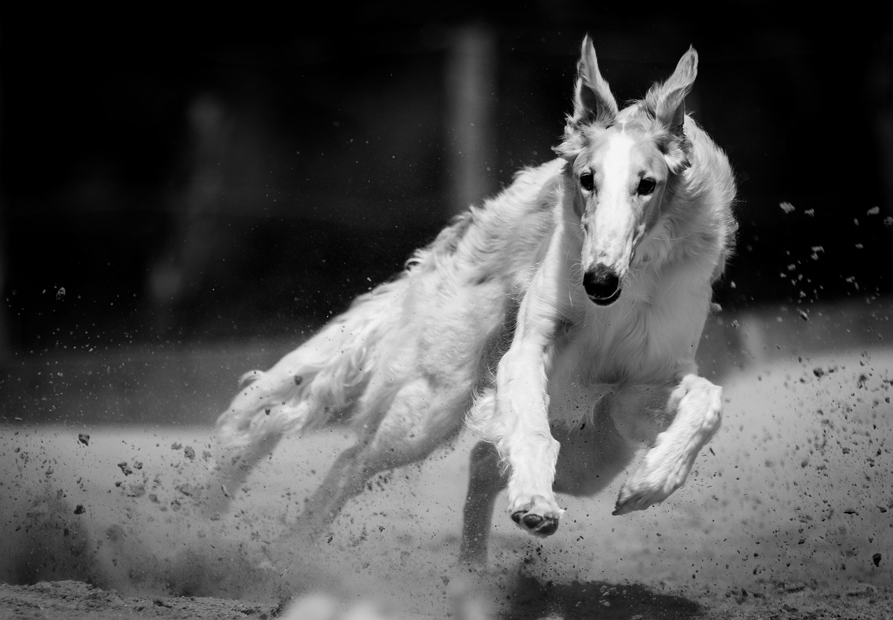 Dog Race Hound - Free photo on Pixabay - Pixabay
