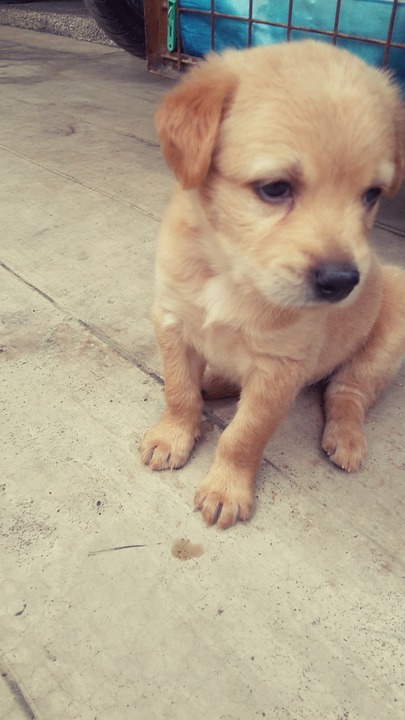 Lab Puppy Sad Looking - Free photo on Pixabay - Pixabay