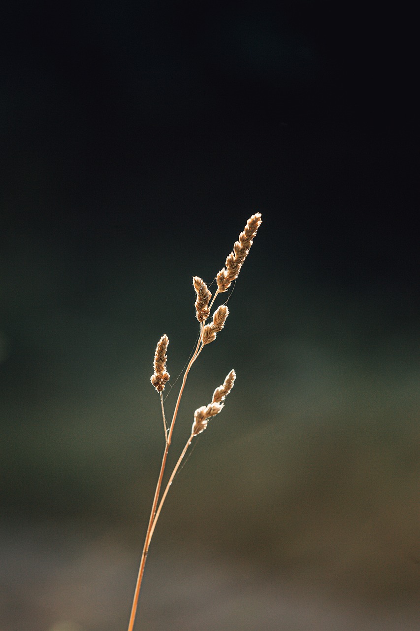 Planta Mínima Lavanda El - Foto gratis en Pixabay - Pixabay