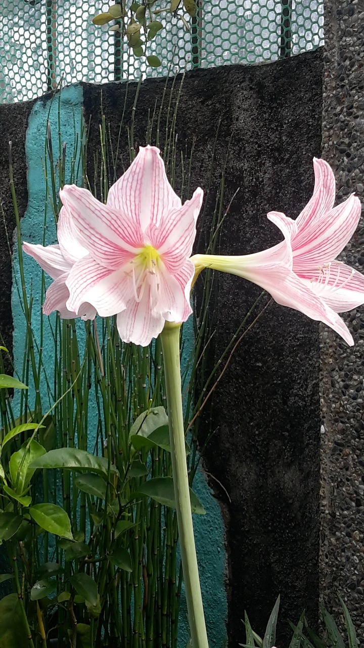 White And Pink Stargazer Oriental - Free photo on Pixabay - Pixabay