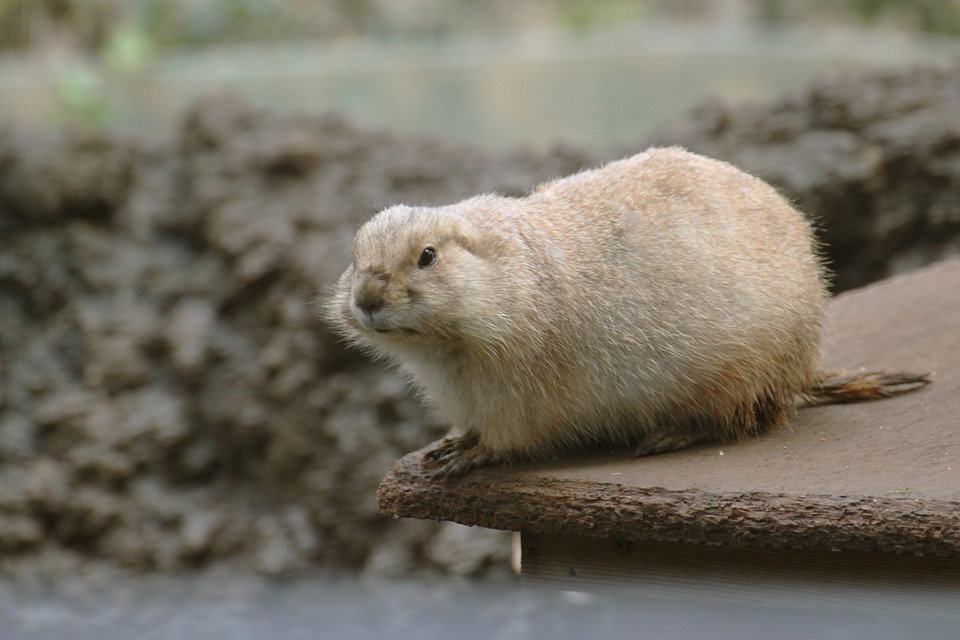 Groundhog Zoo Mammal - Free photo on Pixabay - Pixabay