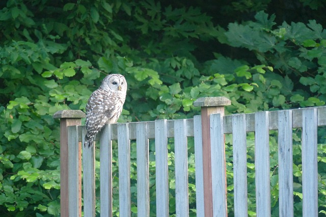 Owl Barred Hoot - Free photo on Pixabay - Pixabay