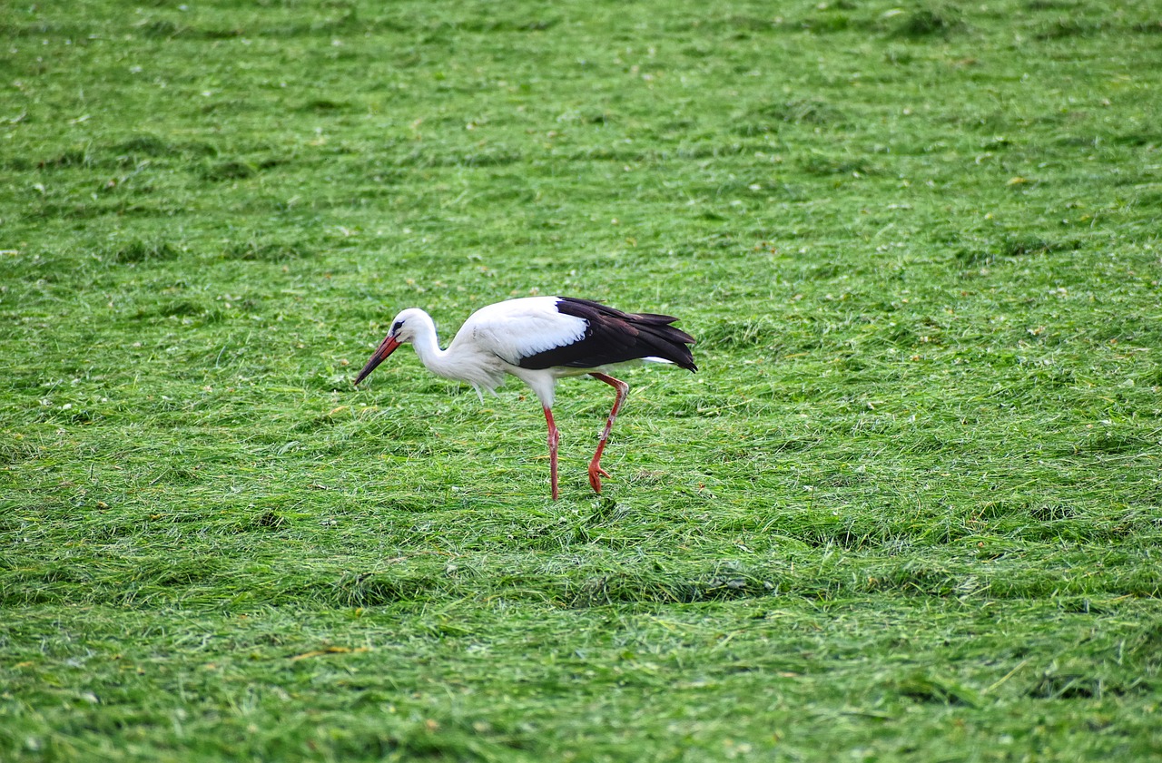 Cigogne Sur Le Terrain Gazon - Photo gratuite sur Pixabay - Pixabay