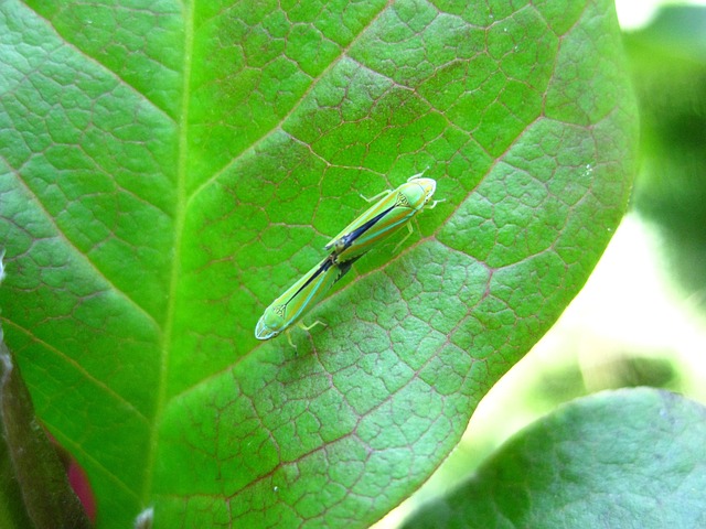 Insectos Biología Naturaleza - Foto gratis en Pixabay - Pixabay