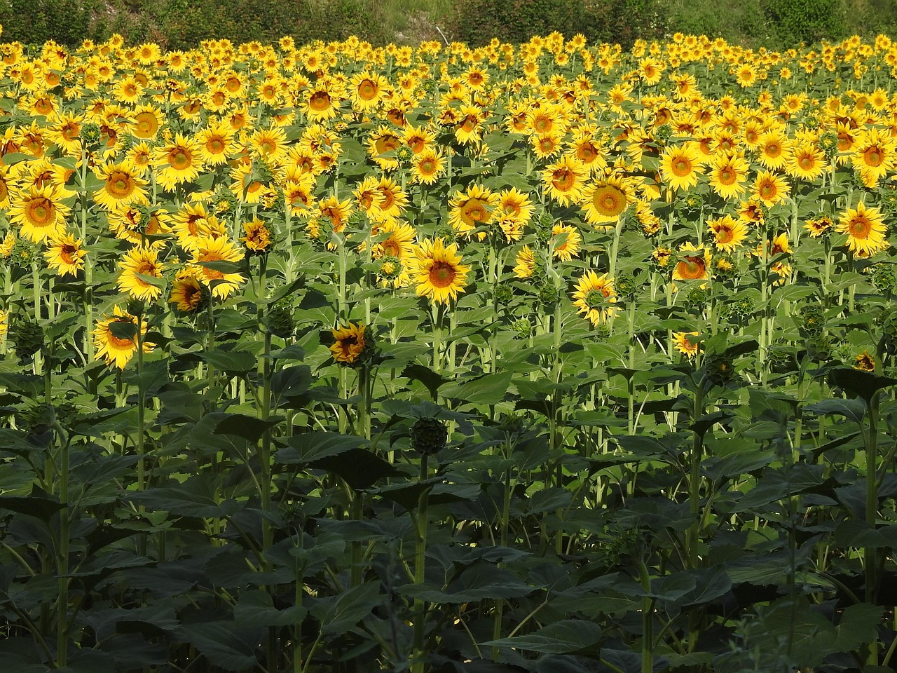 Sunflowers Joy Beauty - Free photo on Pixabay