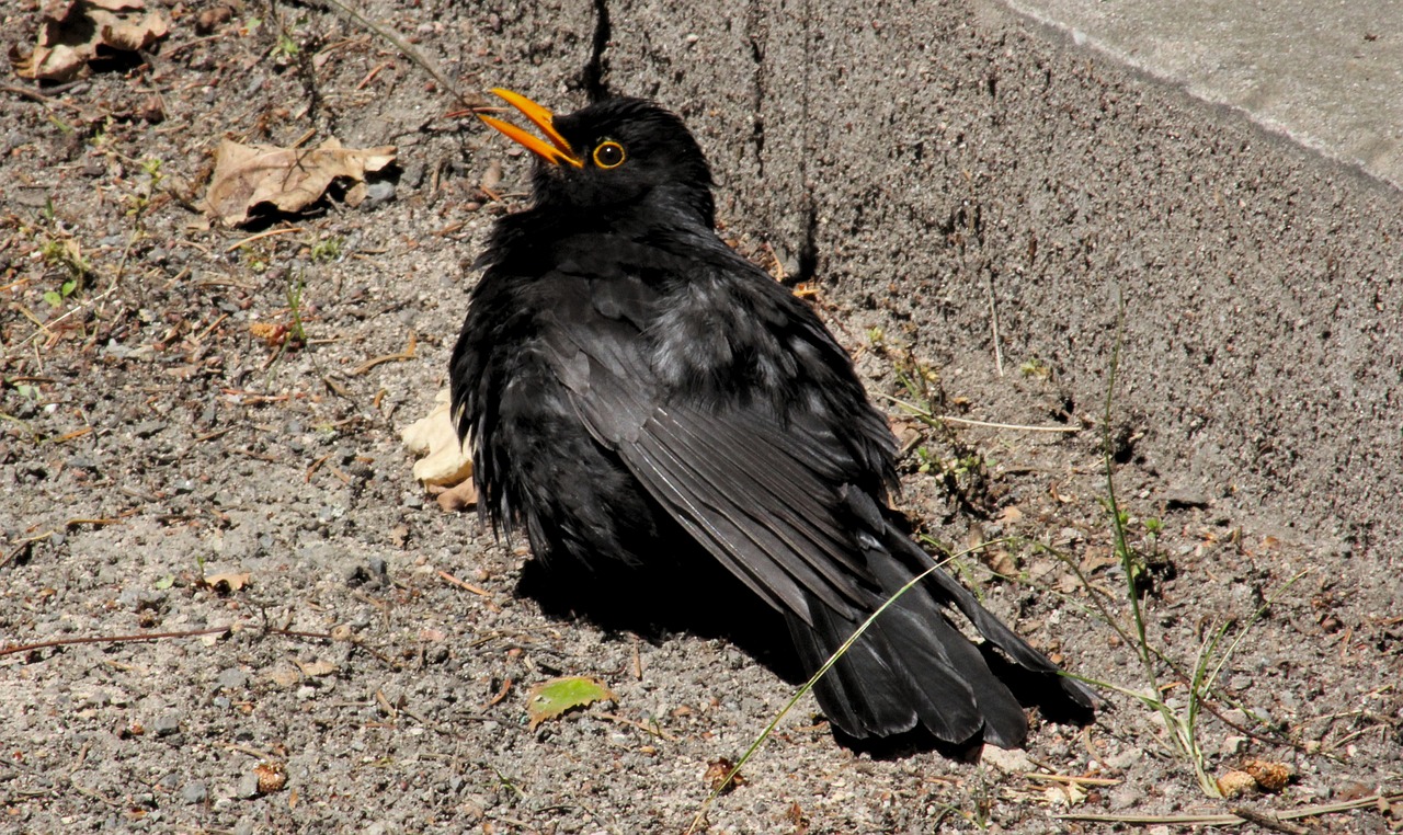 Blackbird Bird Wildlife - Free photo on Pixabay - Pixabay