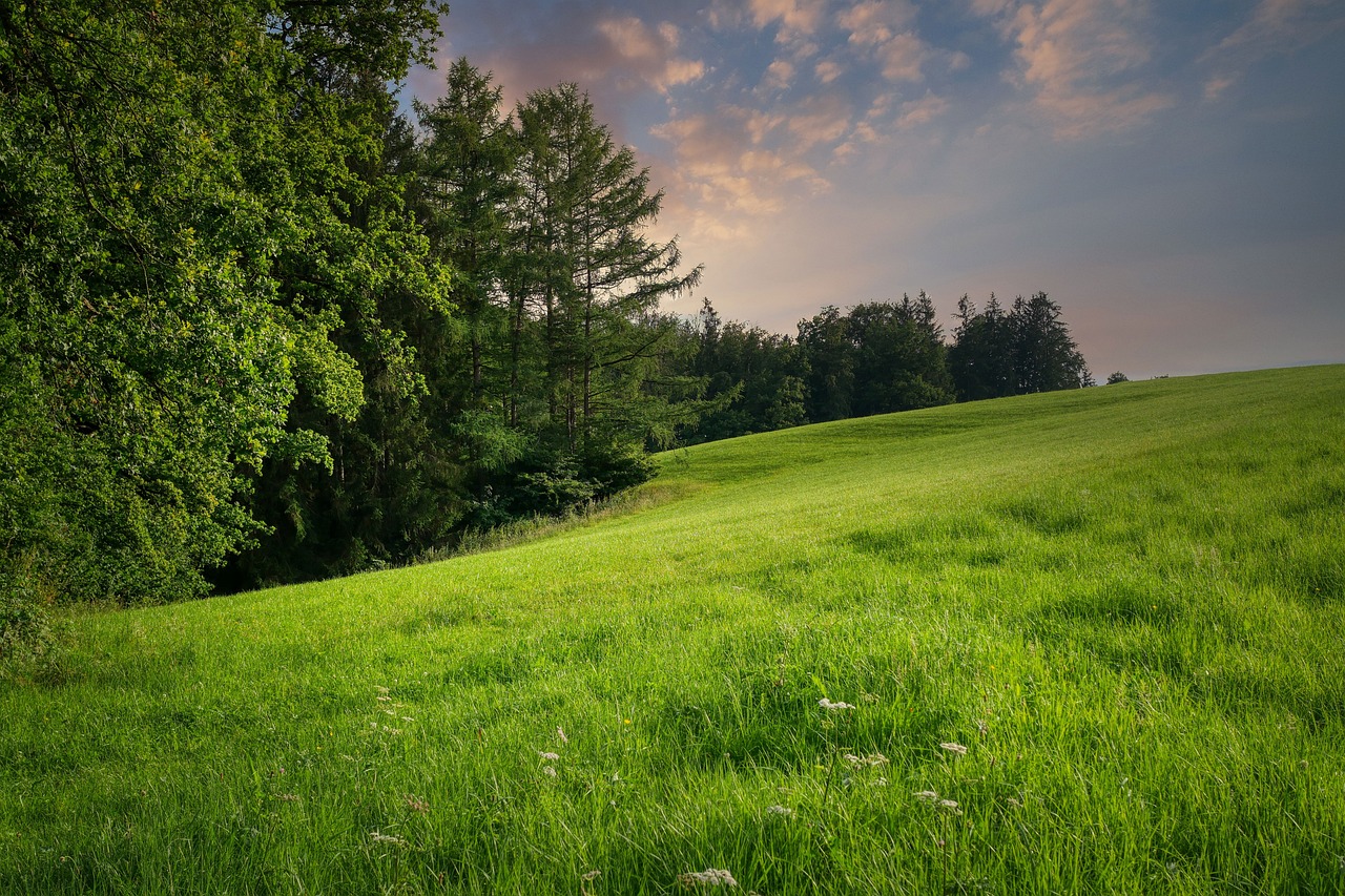 Landscape Meadow Evening - Free photo on Pixabay