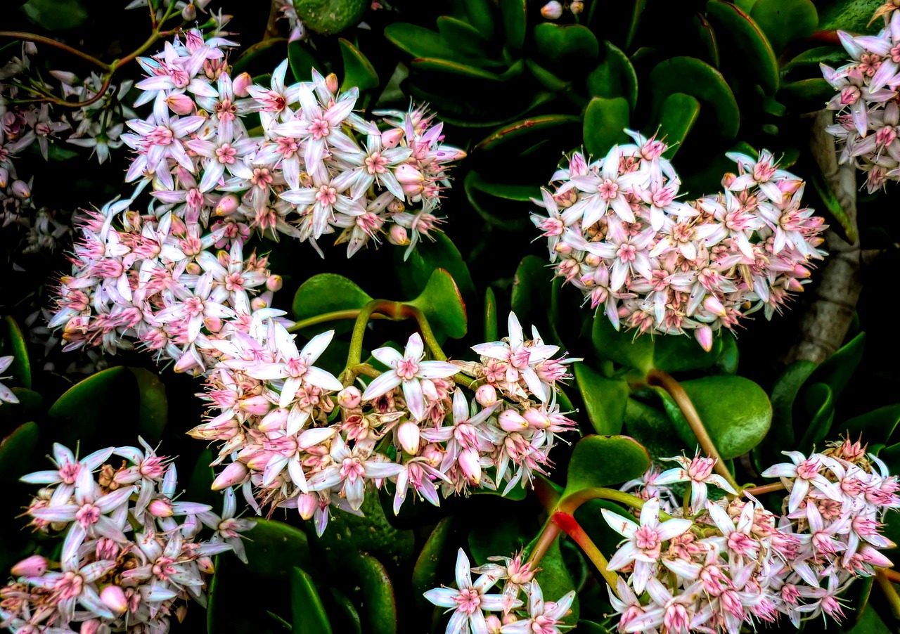 Flower Haven: Explore 400,000+ Beautiful Flowers Images, HD Wallpapers ...