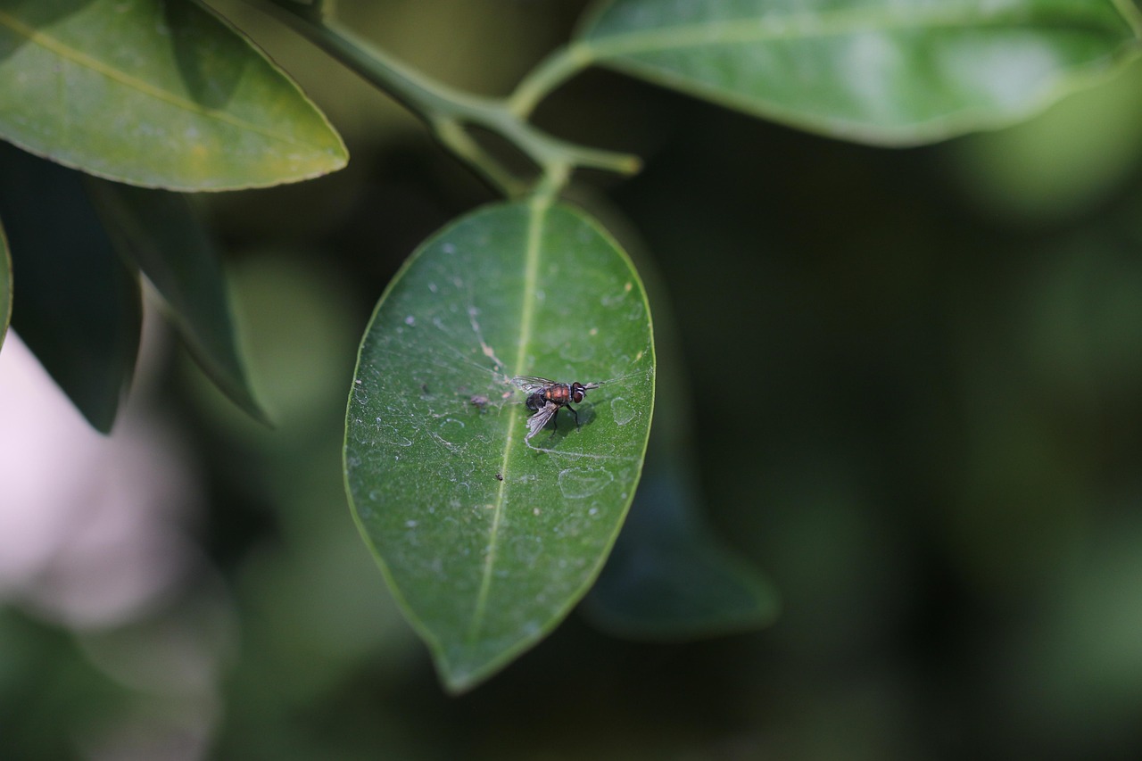 Voe Inseto Hoverfly - Foto gratuita no Pixabay - Pixabay