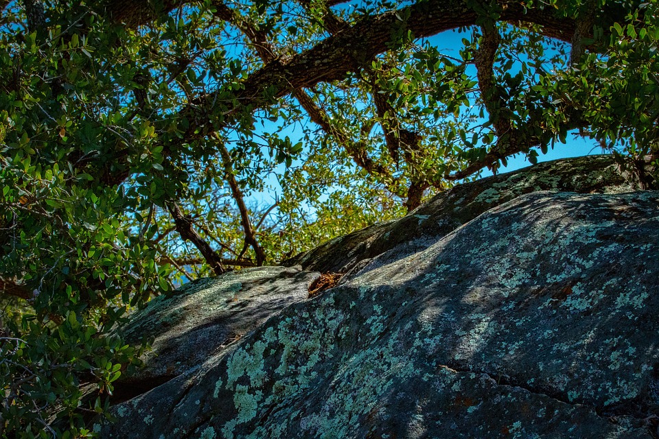 Boulder Rock Tree - Free photo on Pixabay