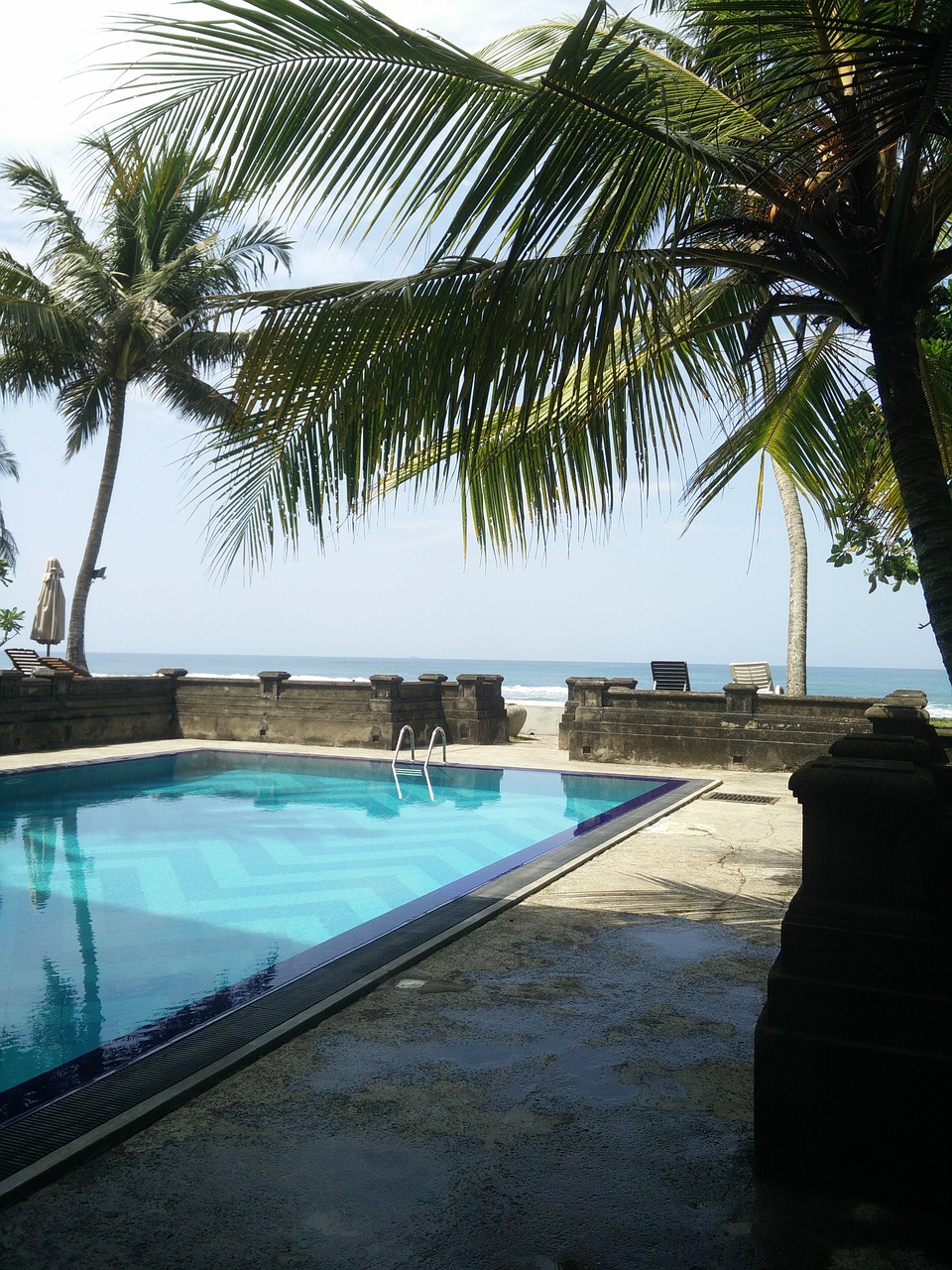 Sri Lanka Swimming Pool Palm - Free photo on Pixabay - Pixabay