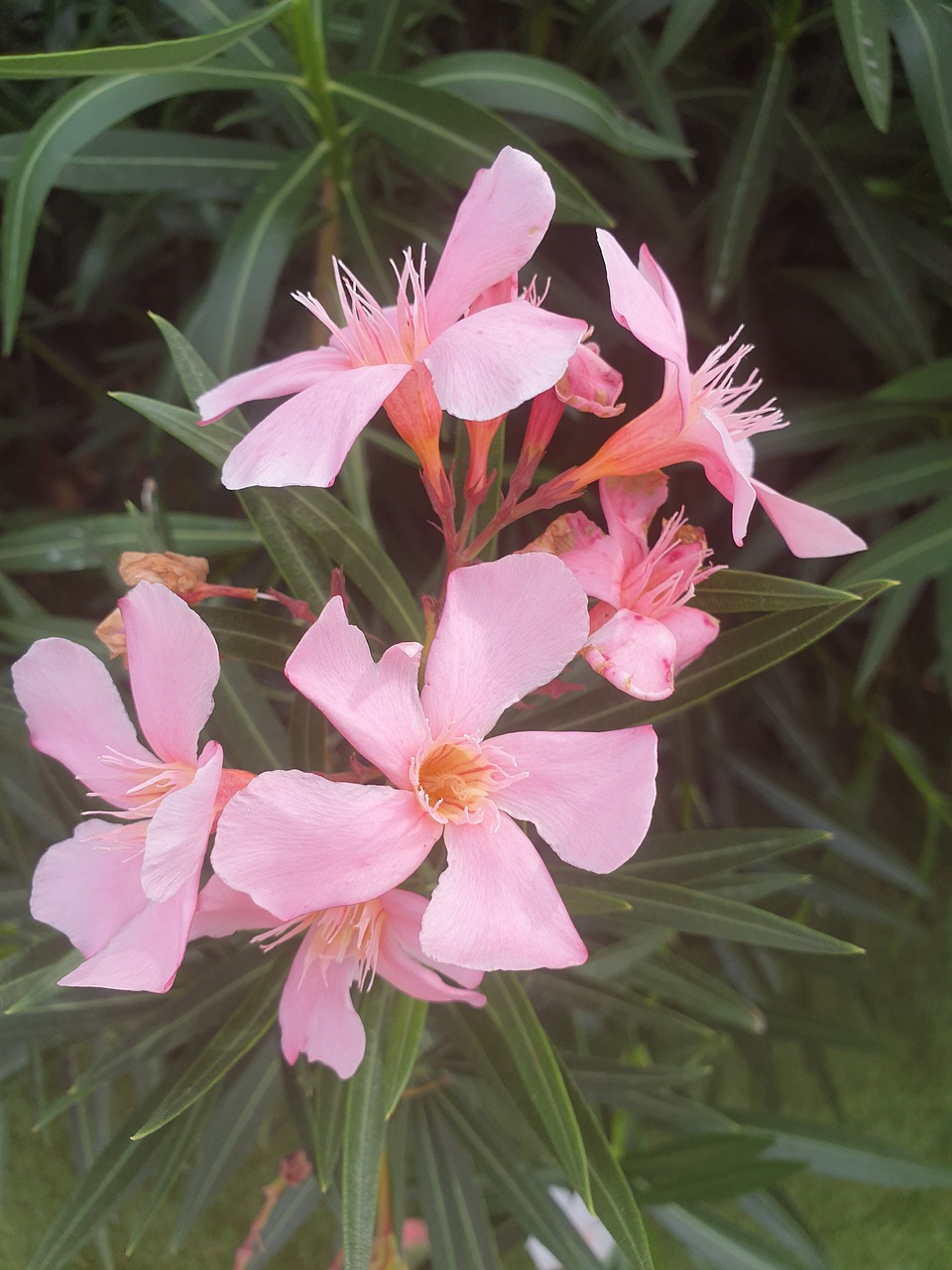Nerium Oleander Laurier - Photo gratuite sur Pixabay - Pixabay