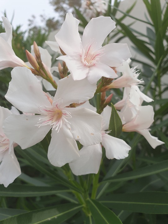 Laurier Blanc Fleurs - Photo gratuite sur Pixabay - Pixabay