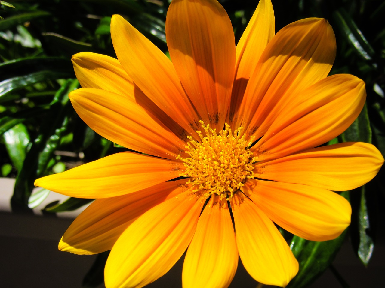Gazania Bunga Alam - Foto gratis di Pixabay - Pixabay