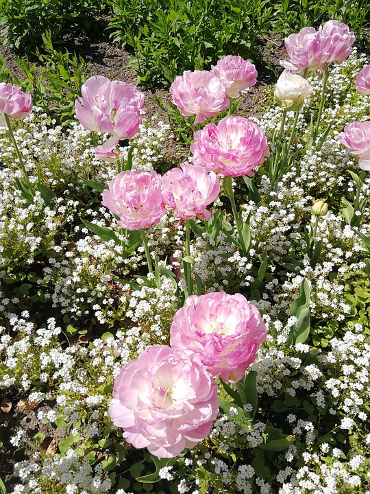 Des Roses Royal Garden Fleurs - Photo gratuite sur Pixabay - Pixabay