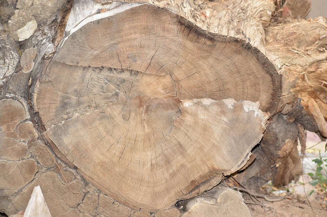 Trunk Wood Old - Free photo on Pixabay - Pixabay