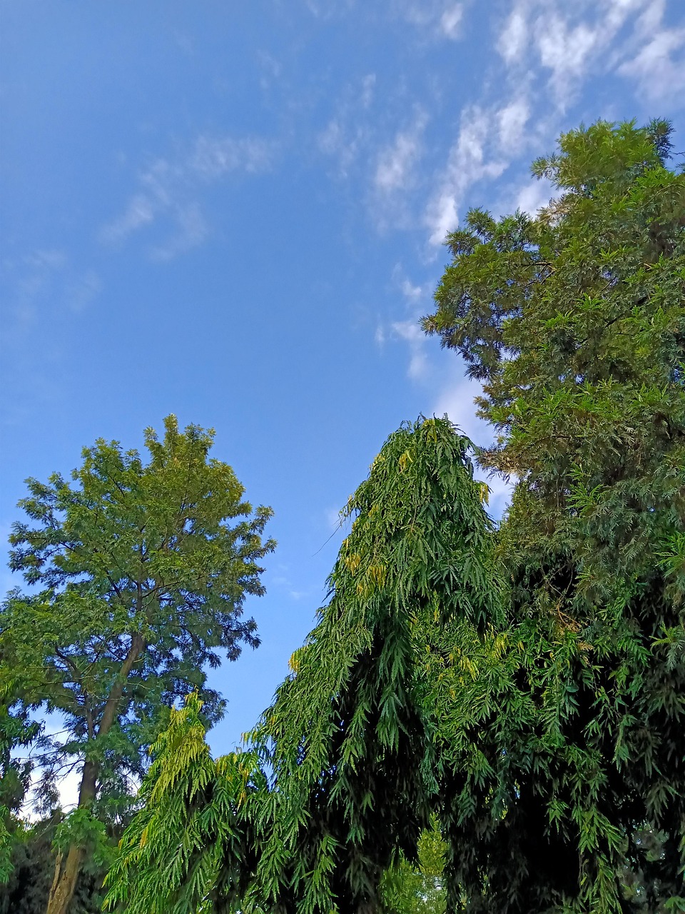Ciel Des Arbres - Photo gratuite sur Pixabay - Pixabay