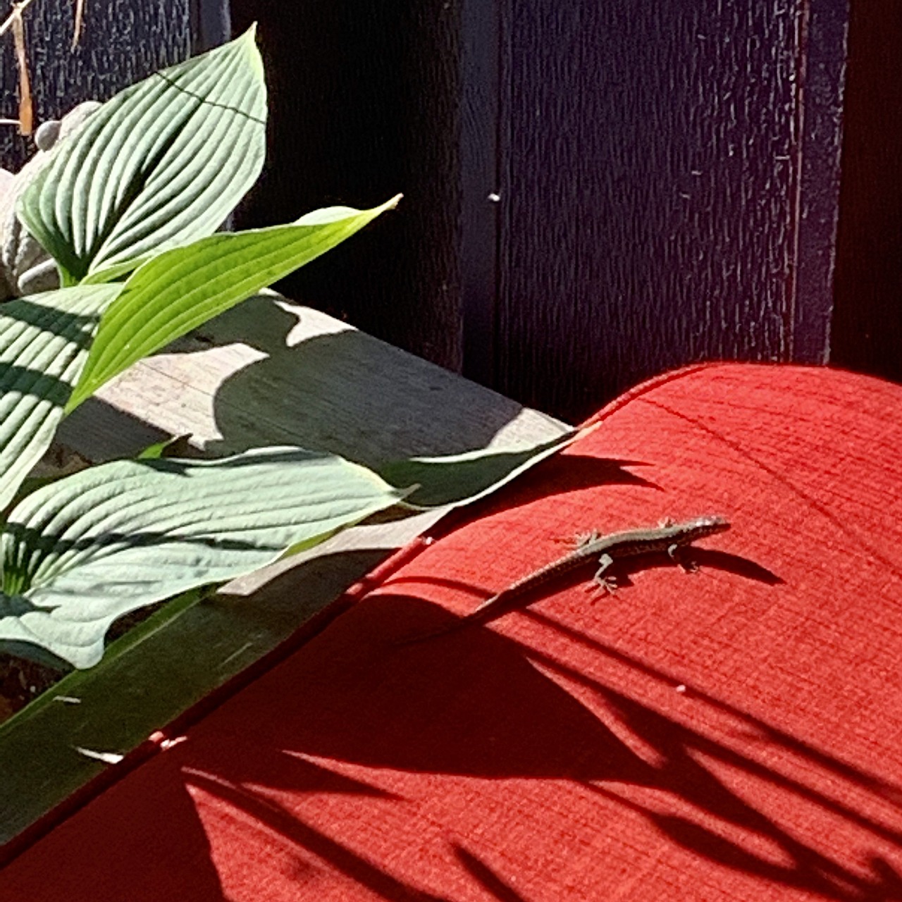 Hosta Lizard Sunlight - Free photo on Pixabay - Pixabay