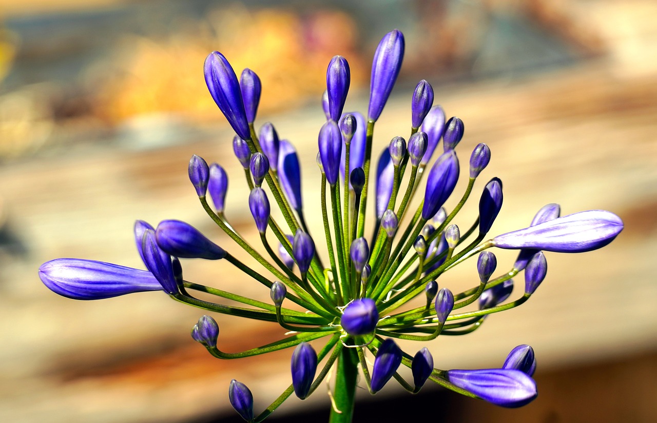 Plus de 100 photos gratuites de Agapanthe et de Fleur - Pixabay