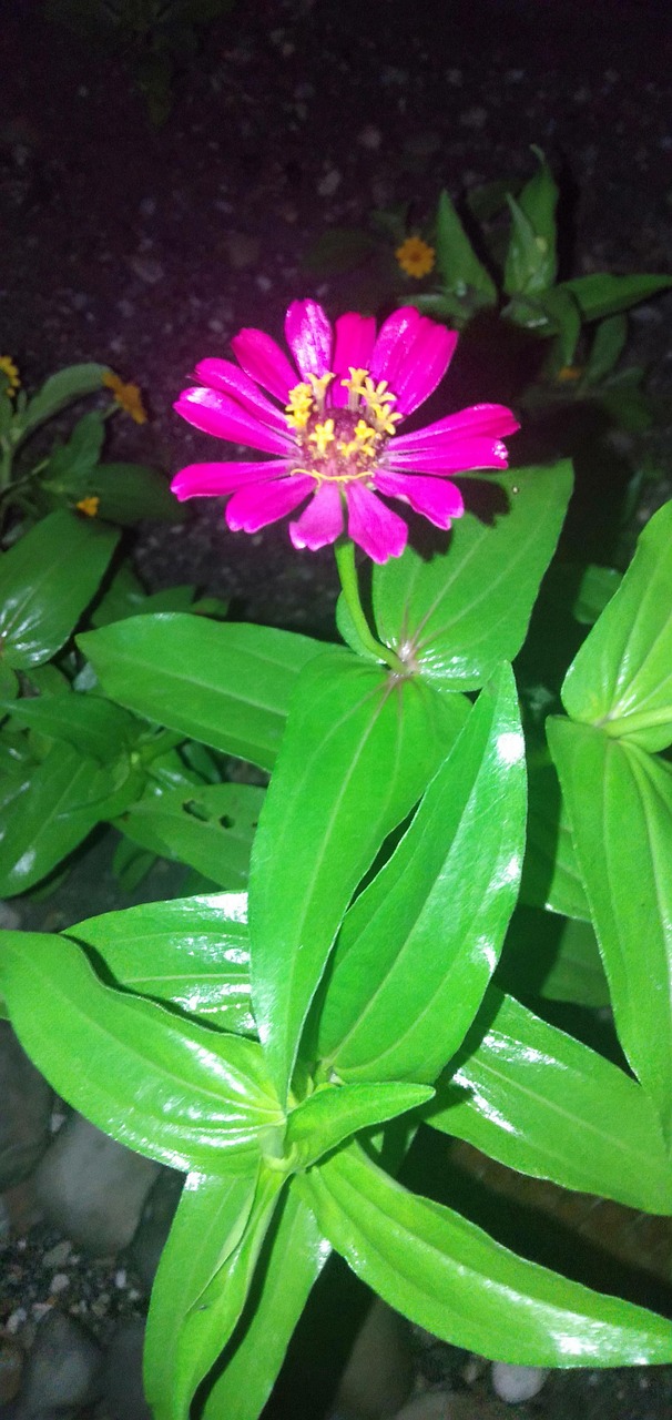 Noche Flor - Foto gratis en Pixabay - Pixabay
