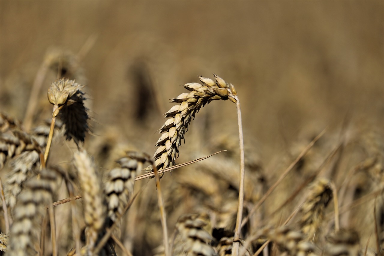 Trigo Campo Agricultura - Foto gratuita no Pixabay - Pixabay