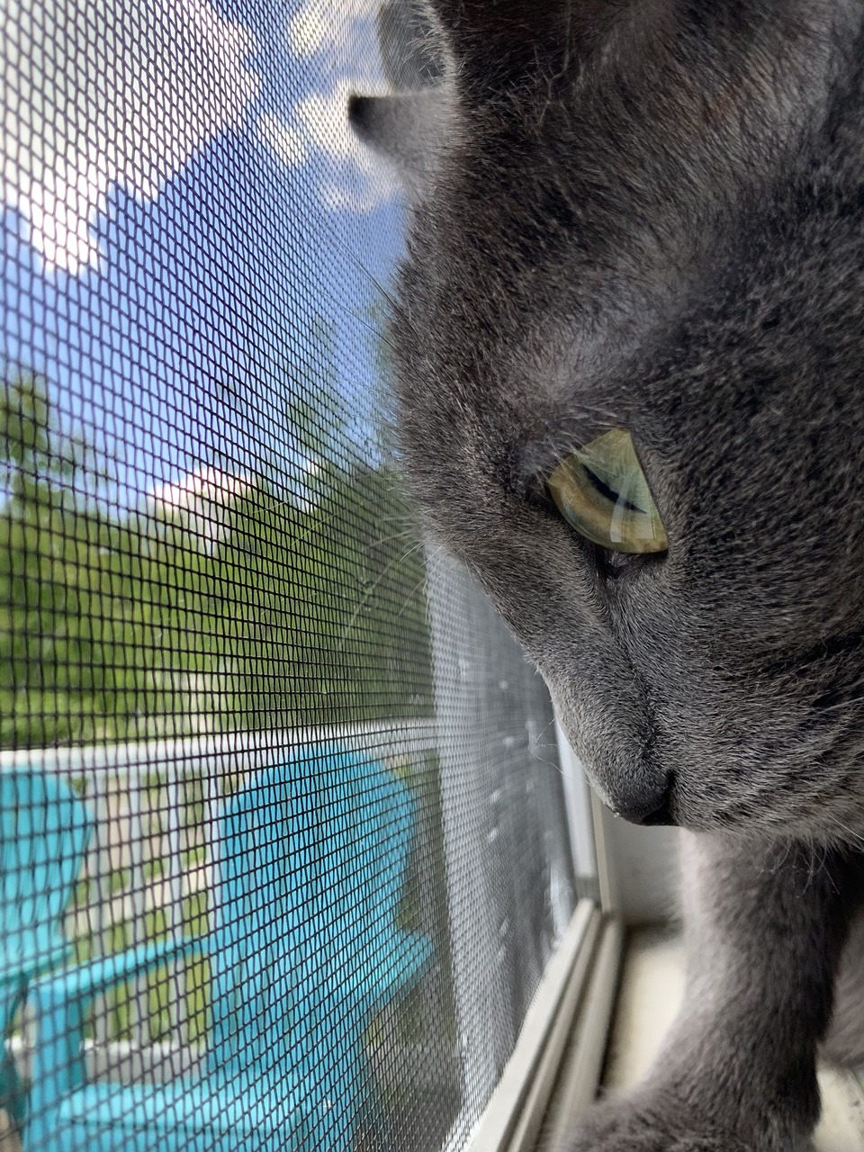Cat Eye Look - Free photo on Pixabay - Pixabay
