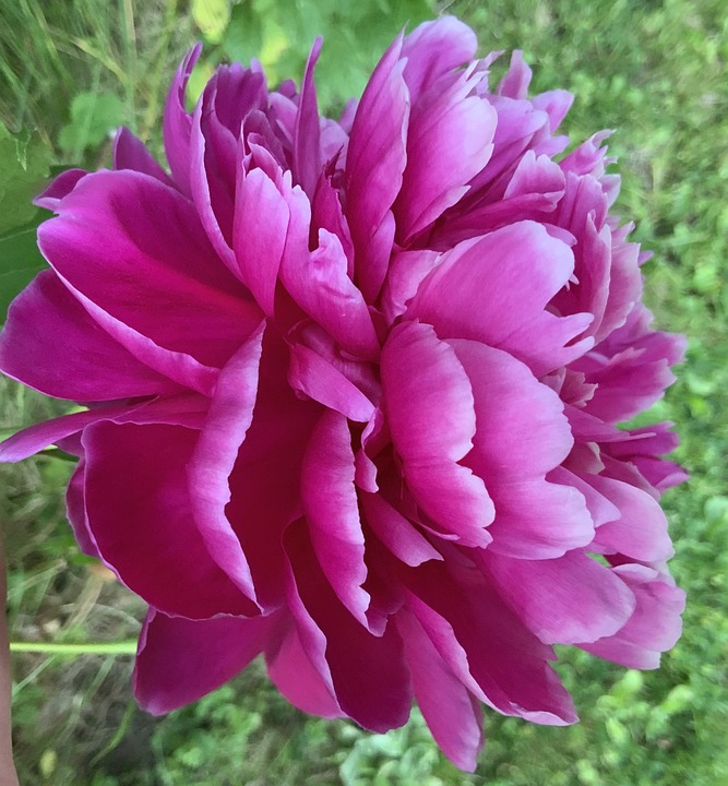 Fleur Pivoine Bordeaux - Photo gratuite sur Pixabay