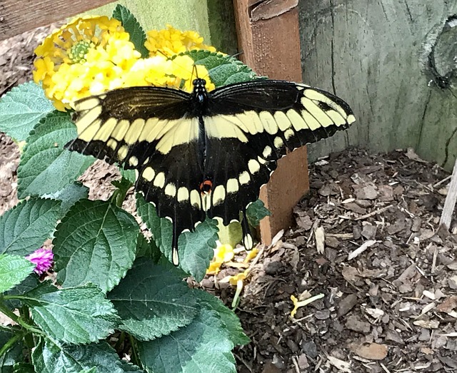 Butterfly Botanical Nature - Free photo on Pixabay