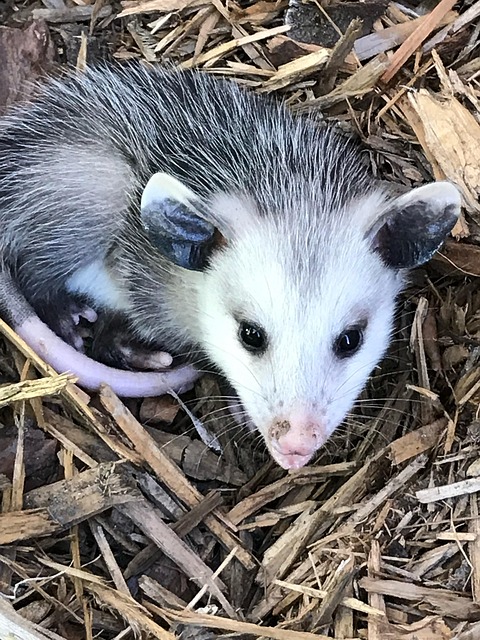 Opossum Wildlife Possum - Free photo on Pixabay
