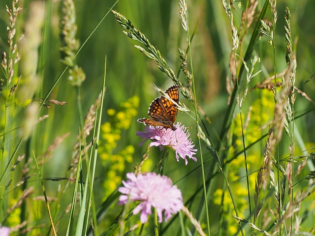 Mariposa Diente De León Insecto - Foto gratis en Pixabay - Pixabay