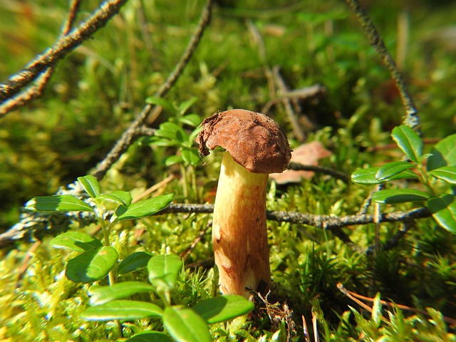 Pilz Wald Natur - Kostenloses Foto auf Pixabay - Pixabay
