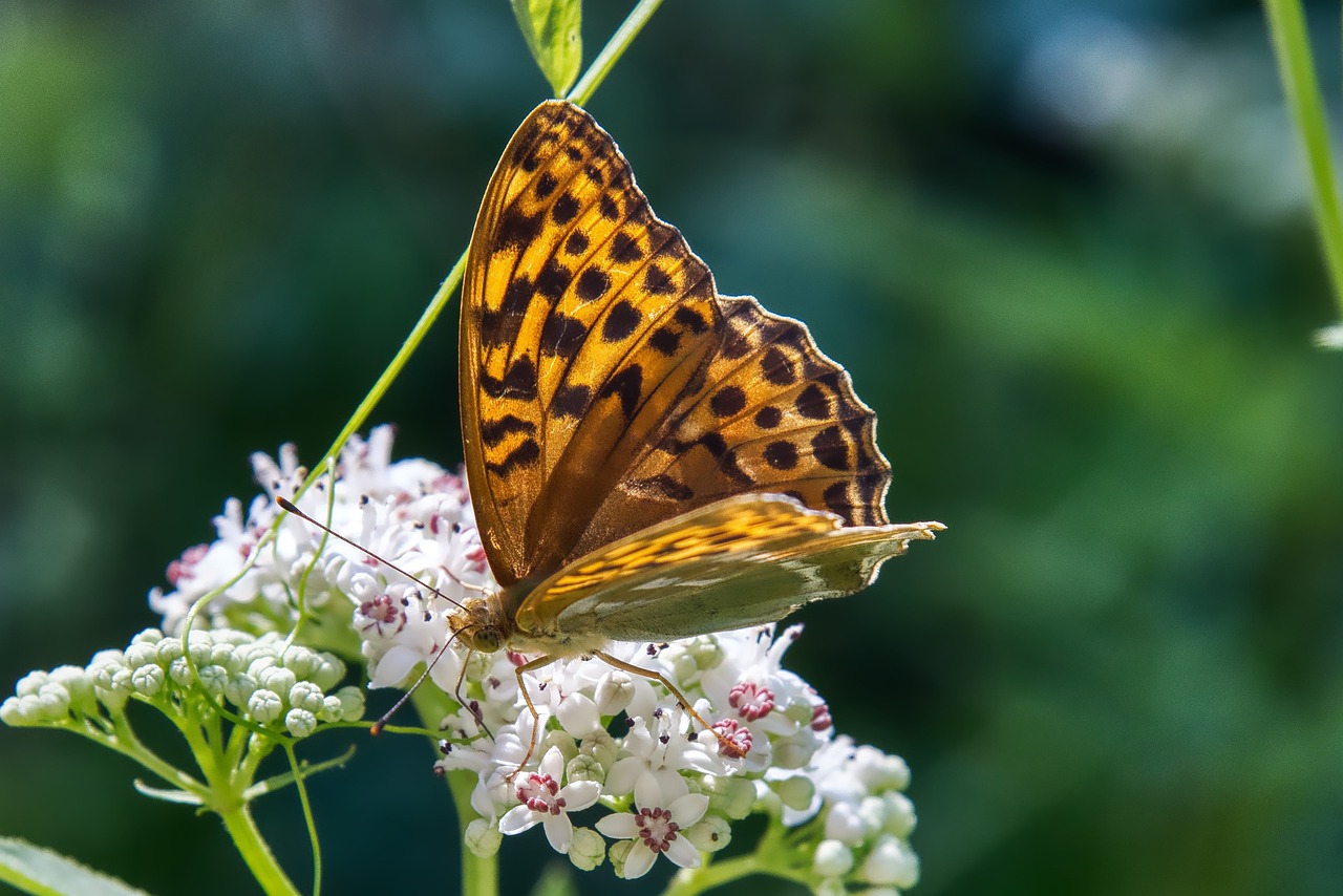 Large Mother-Of-Pearl Butterfly - Free photo on Pixabay