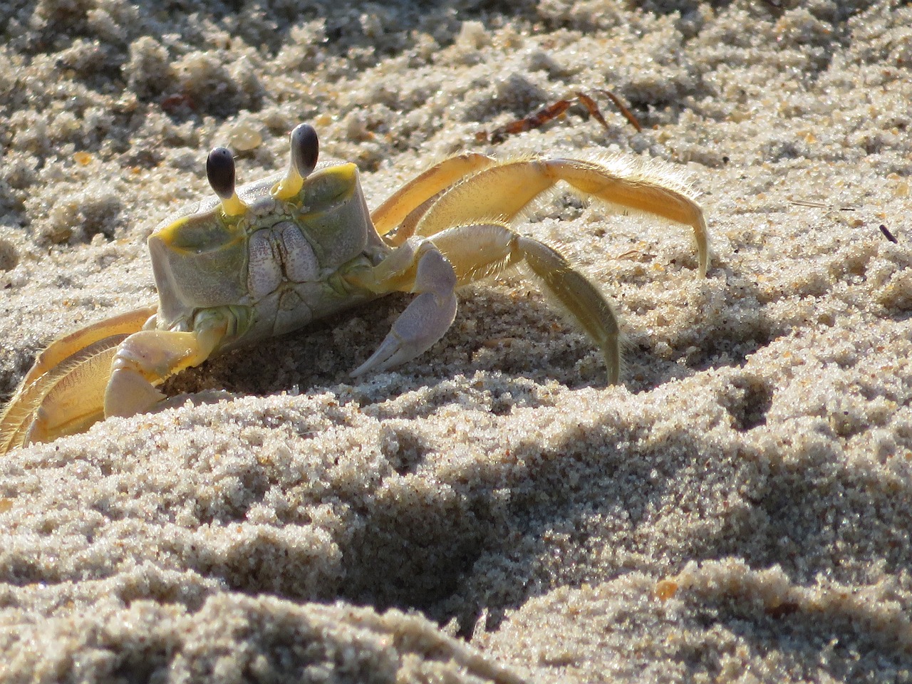 Crab Beach Sand - Free photo on Pixabay - Pixabay