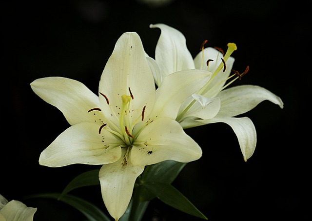 Lily Blanc Fleur - Photo gratuite sur Pixabay