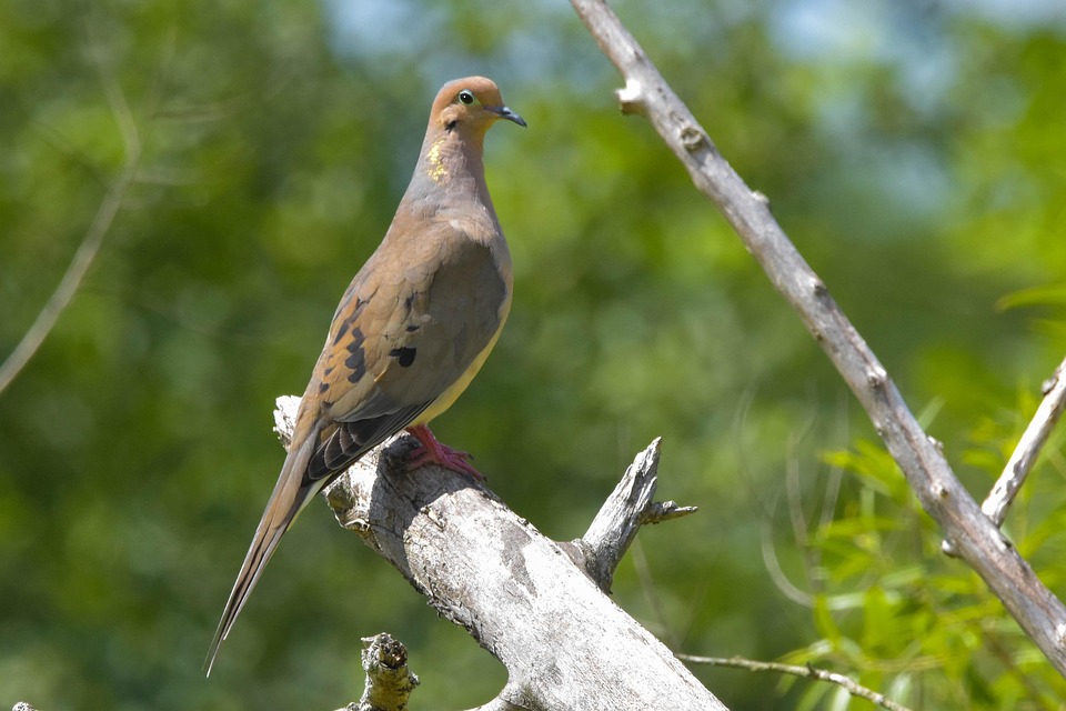 Burung Merpati Duka Alam - Foto gratis di Pixabay - Pixabay