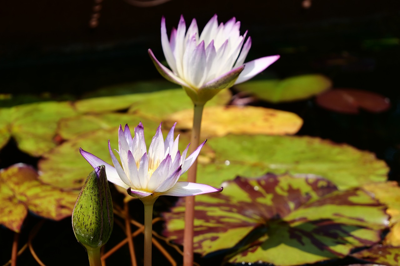 Bunga Bakung Lily Air Kolam - Foto gratis di Pixabay - Pixabay