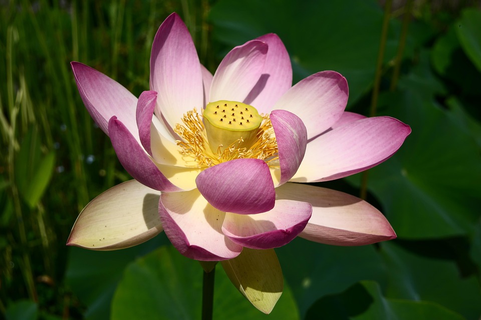 Lotus Flower Nature - Free photo on Pixabay