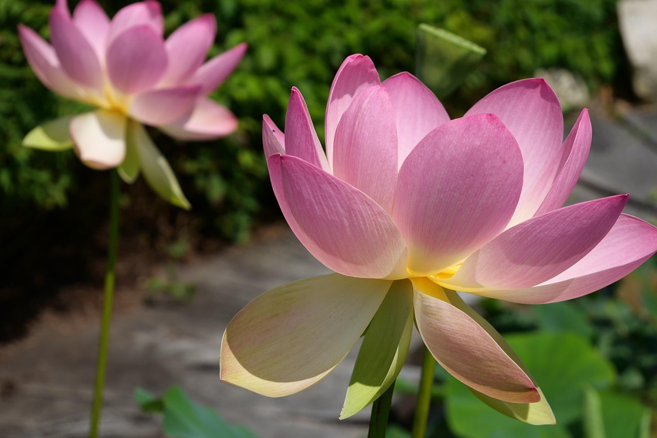 Lotus Flower Nature - Free photo on Pixabay
