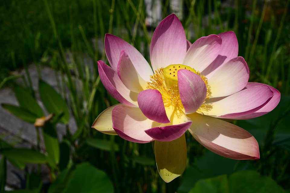 Lotus Flower Nature - Free photo on Pixabay