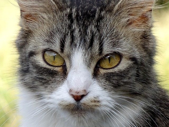 Katze Katzen Tiere - Kostenloses Foto auf Pixabay - Pixabay