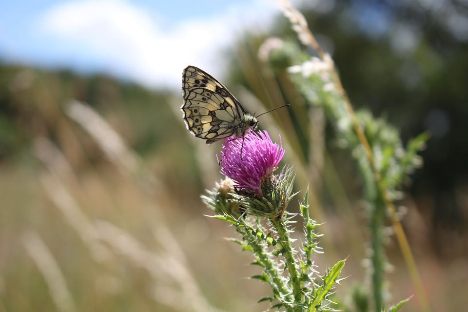 Nature Papillon Fleur - Photo gratuite sur Pixabay - Pixabay