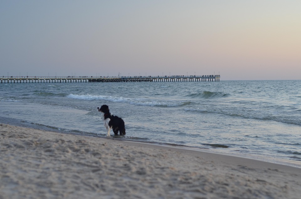 Dog Beach Sea - Free photo on Pixabay