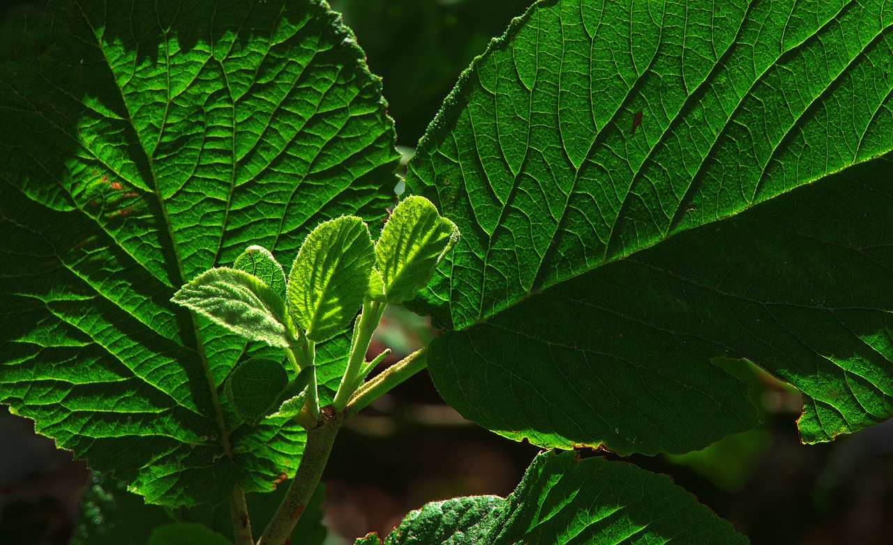 Download Leaves, Shoots, Veins. Royalty-Free Stock Illustration Image ...