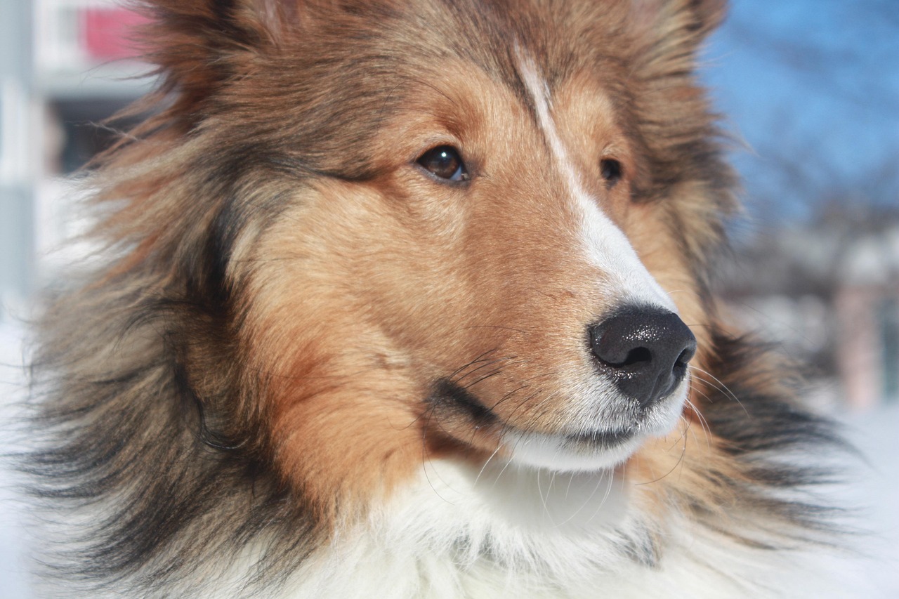 Hund Tier Eckzahn - Kostenloses Foto auf Pixabay - Pixabay