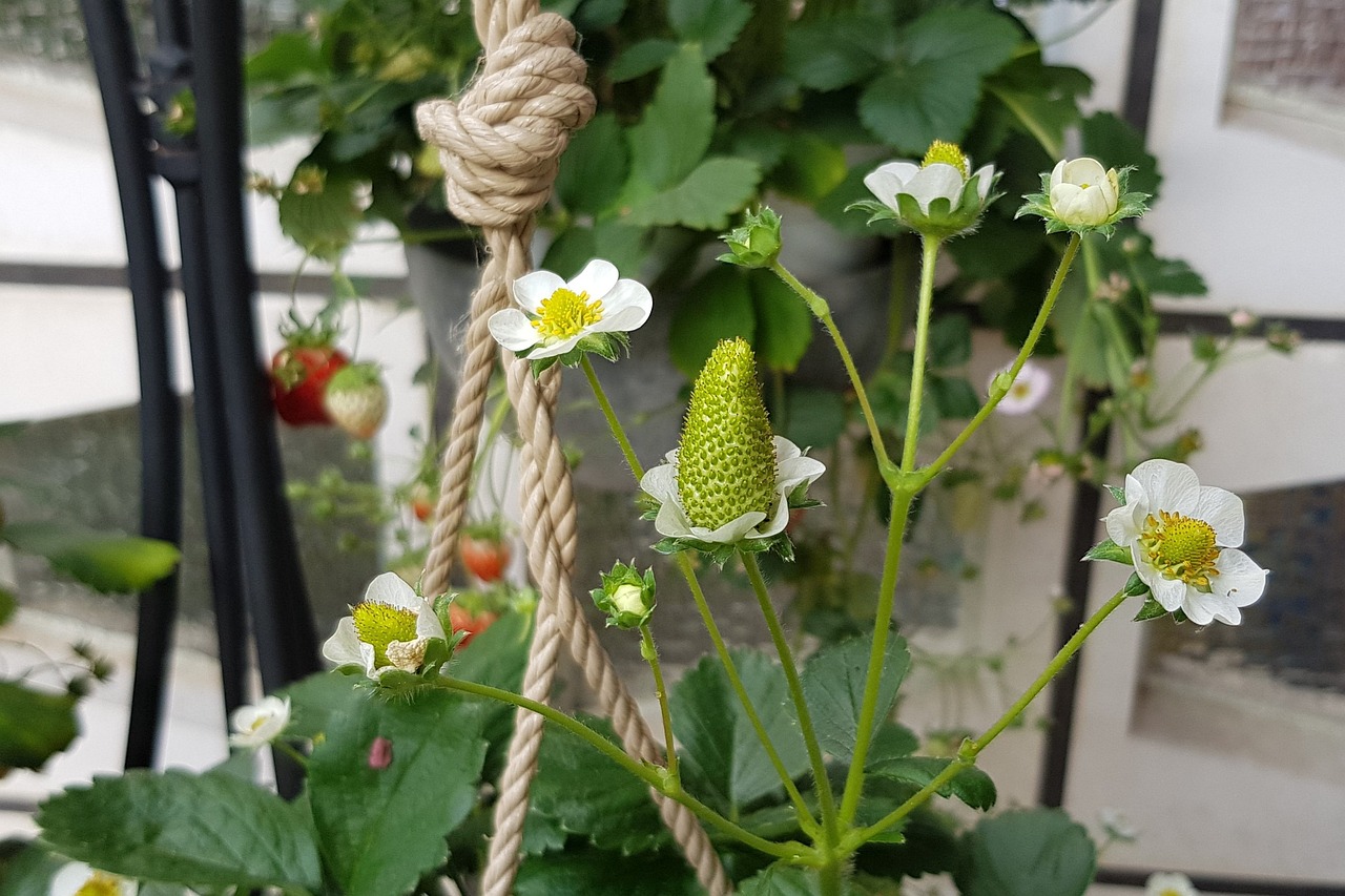 Strawberries Nature Strawberry - Free photo on Pixabay - Pixabay