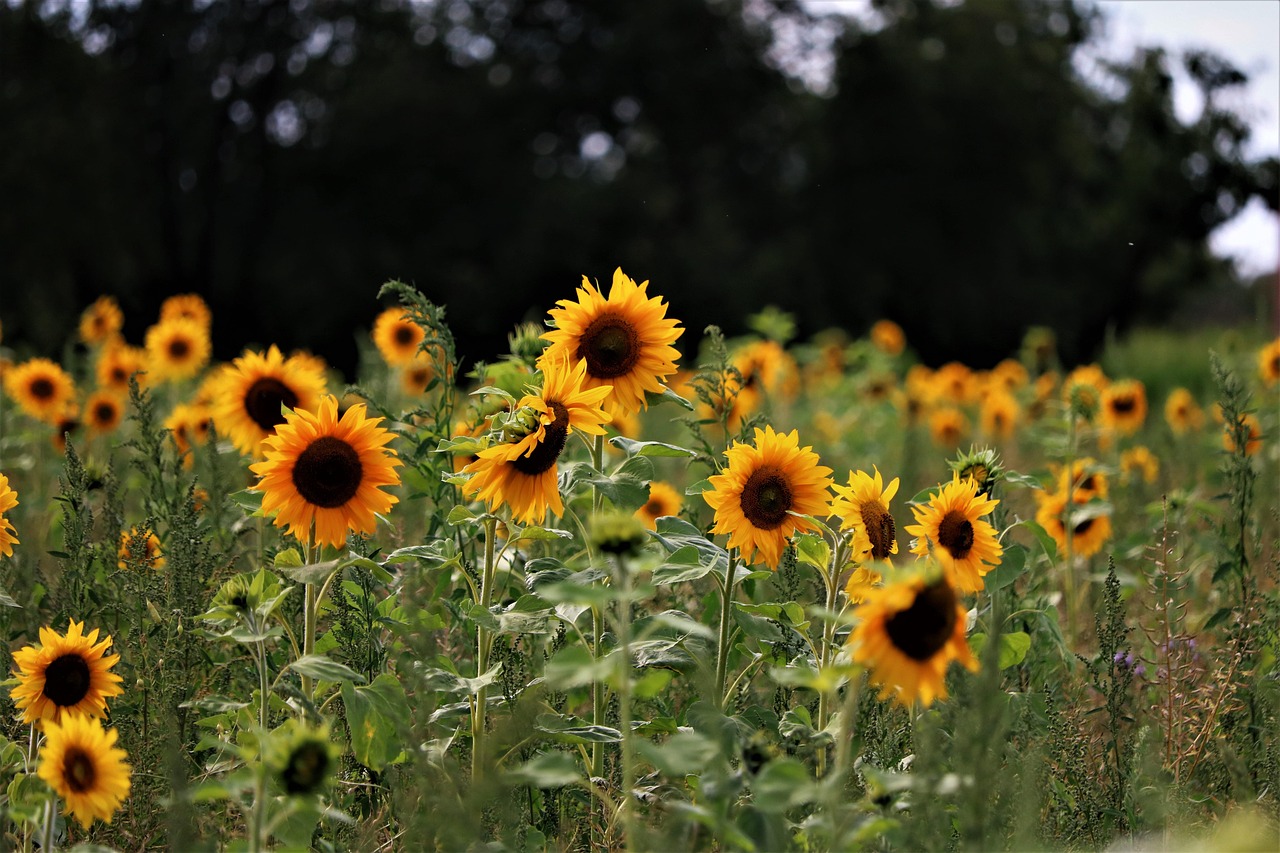Sunflower Field Yellow - Free photo on Pixabay