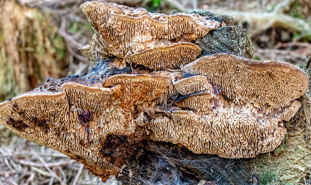 Tree Mushroom Dead - Free photo on Pixabay